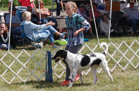 Kenosha County Fair dog show coverage – West of the I