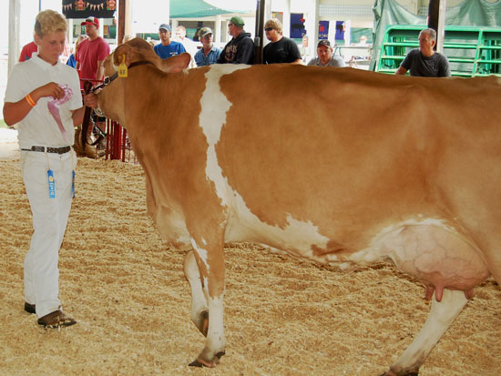 2019 Kenosha County Fair dairy show coverage (PHOTOS) – West of the I