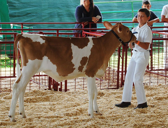 2019 Kenosha County Fair dairy show coverage (PHOTOS) – West of the I