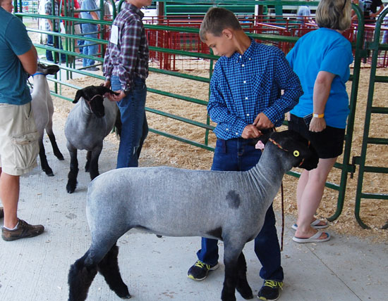 2019 Kenosha County Fair sheep show coverage (PHOTOS) – West of the I