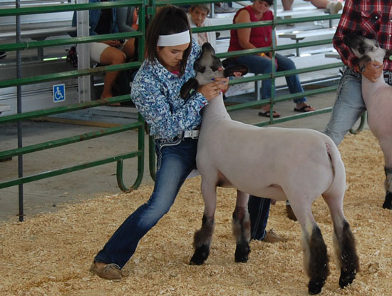 2019 Kenosha County Fair sheep show coverage (PHOTOS) – West of the I